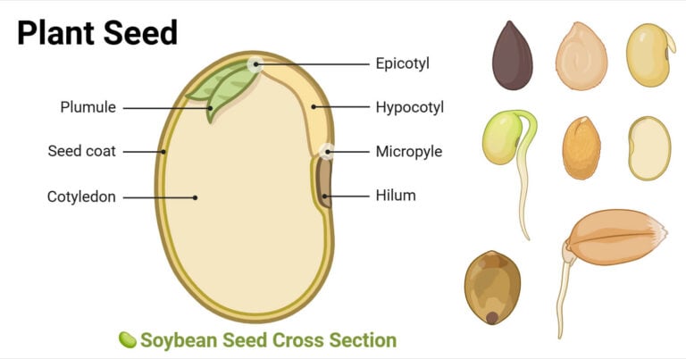 Plant Seed: Structure, Types, Germination, Dispersals, Uses