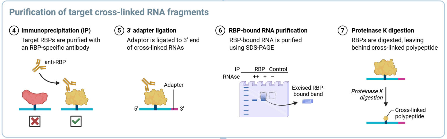 CLIP-Seq: Crosslinking and Immunoprecipitation Sequencing