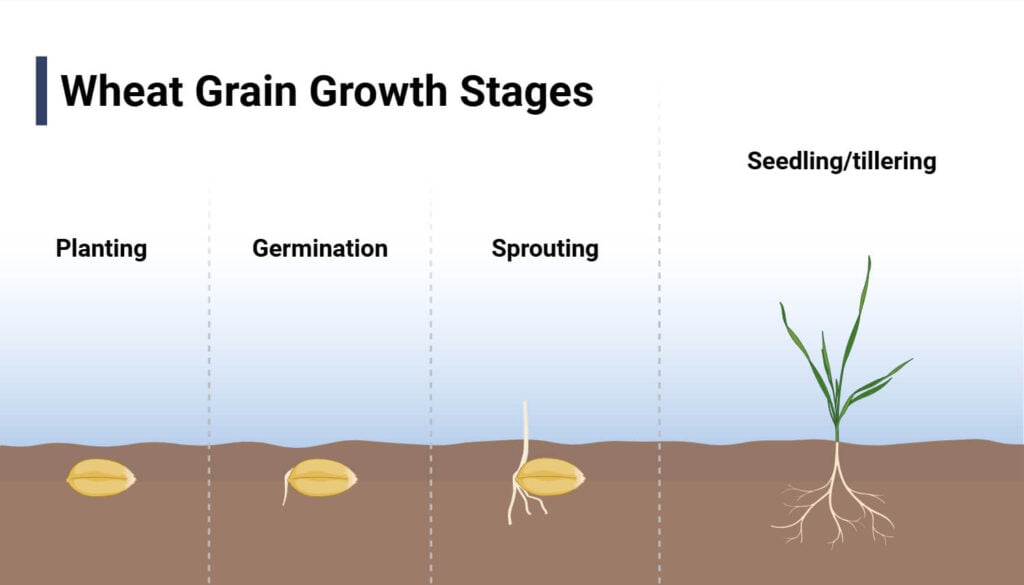 Plant Growth Stages and Phases with Care Tips