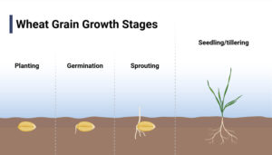 Plant Growth Stages and Phases with Care Tips