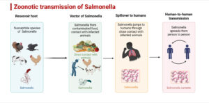 Zoonotic Diseases: Classification, Causes, Prevention, Control