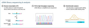 CLIP-Seq: Crosslinking and Immunoprecipitation Sequencing