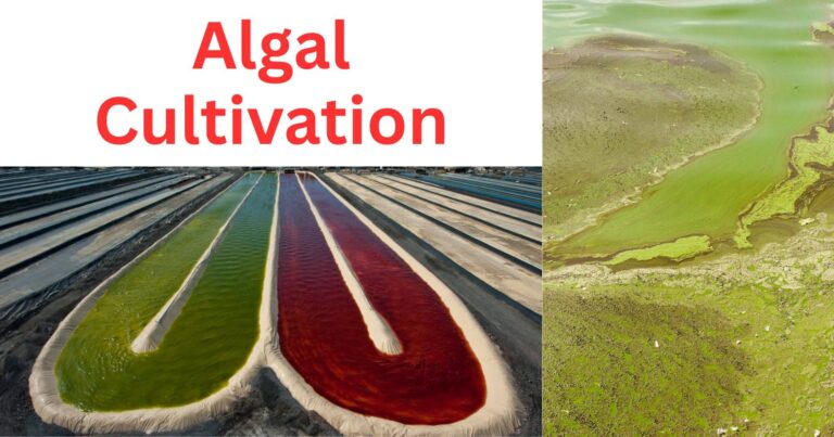 Algal Cultivation: Methods, Factors, Harvesting, Uses