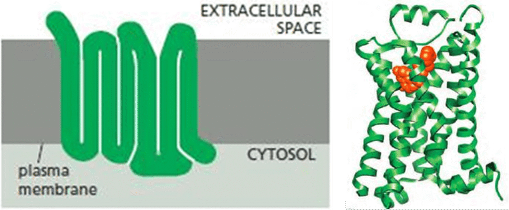 Cell Signaling: Definition, Types, and Pathways