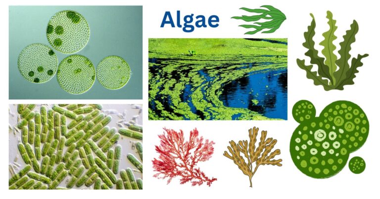 Algae: Characteristics, Classes, Structure, Reproduction, Importance