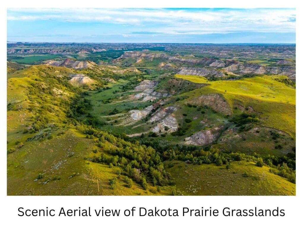 Grassland Ecosystems: Types, Flora, Fauna, Functions, Examples