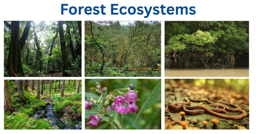 Forest Ecosystems: Types, Components, Biodiversity, Functions