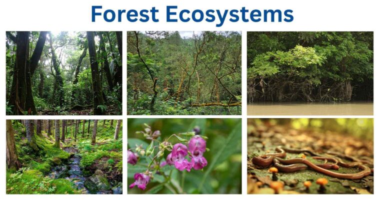 Forest Ecosystems: Types, Components, Biodiversity, Functions