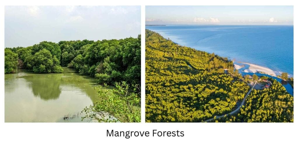 Forest Ecosystems: Types, Components, Biodiversity, Functions