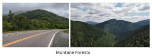 Forest Ecosystems: Types, Components, Biodiversity, Functions