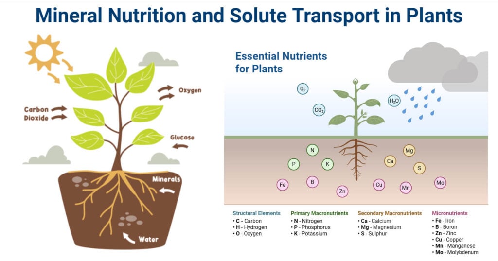 Mineral Nutrition and Solute Transport in Plants
