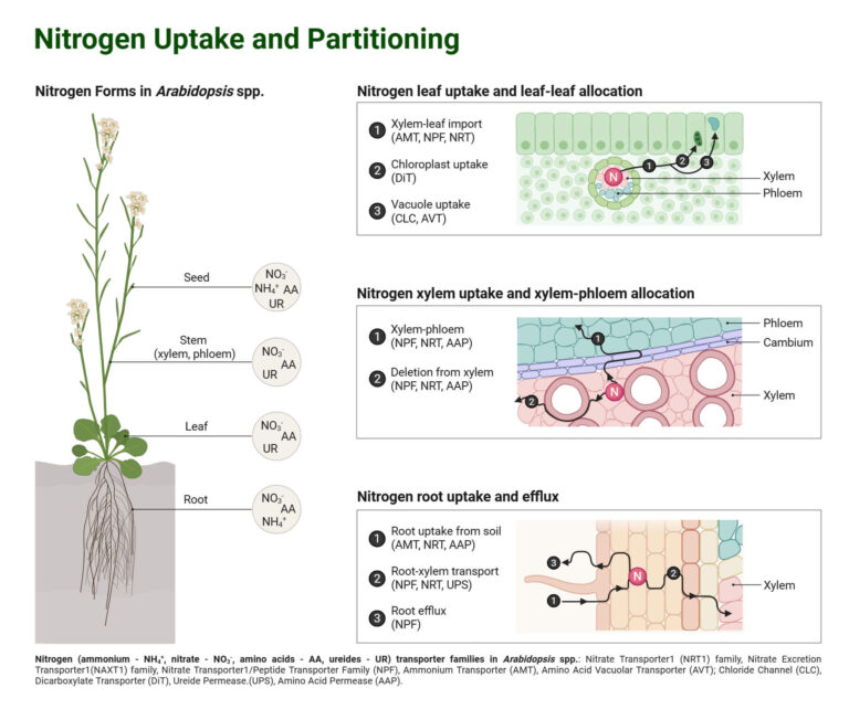 Nitrogen Assimilation in Plants: Enzymes, Pathways, Mechanisms
