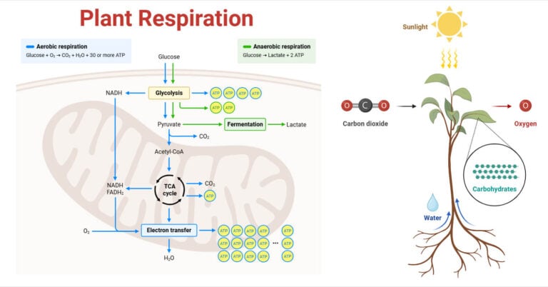 Plant Respiration: Key Steps, Equation, Factors, Importance