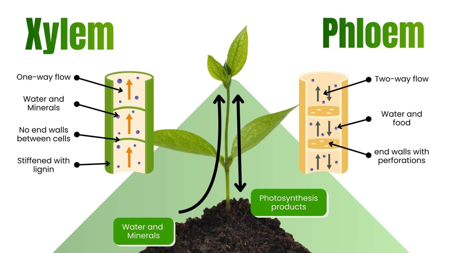Mineral Nutrition and Solute Transport in Plants