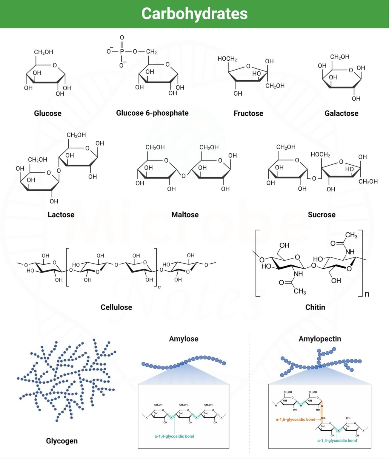 Digestion and Absorption of Carbohydrates in Human Body