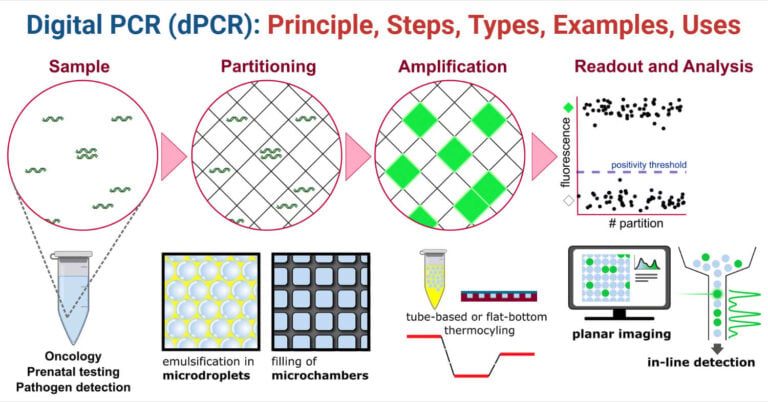 Digital PCR (dPCR): Principle, Steps, Types, Examples, Uses