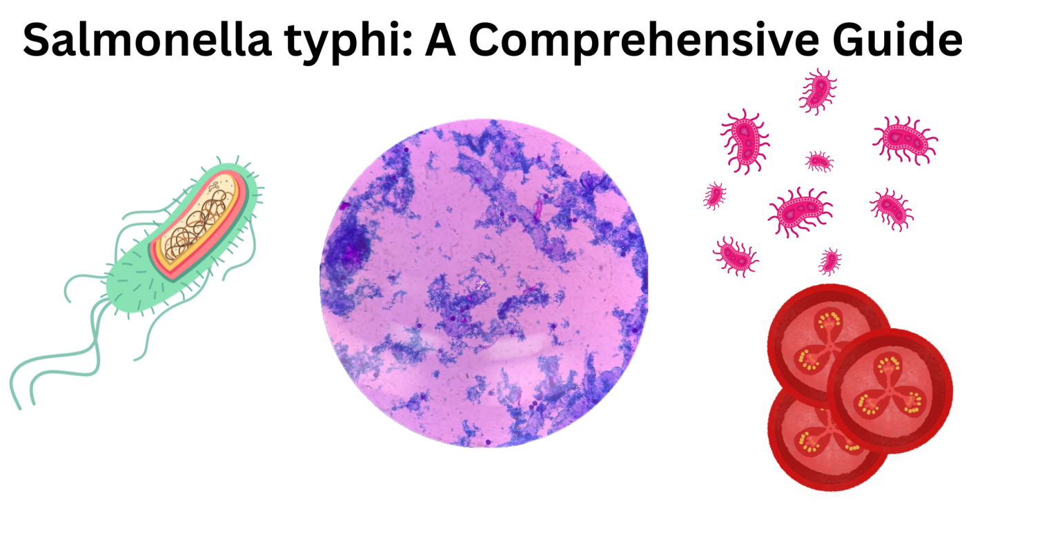 Salmonella Typhi: A Comprehensive Guide