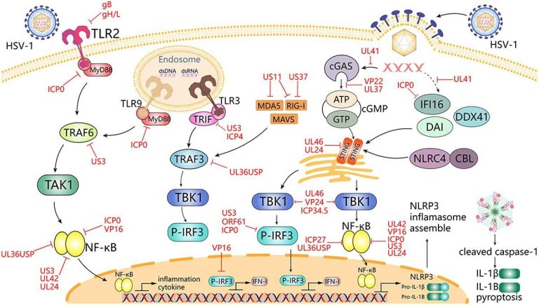 Herpes Simplex Virus 1 (HSV-1): A Comprehensive Guide