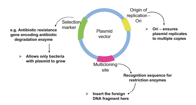 Gene Cloning and Recombinant DNA Technology