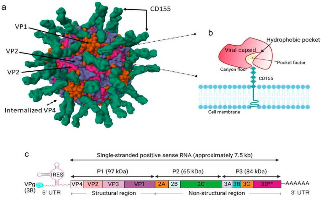 Poliovirus: A Comprehensive Guide