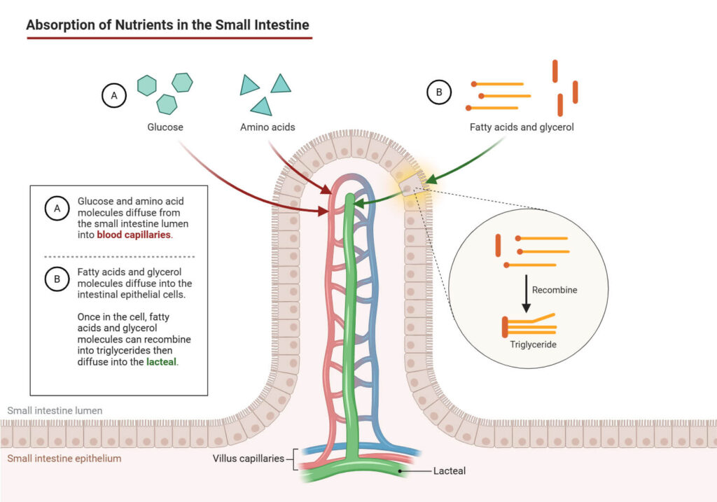 Digestion and Absorption of Dietary Fats with Steps
