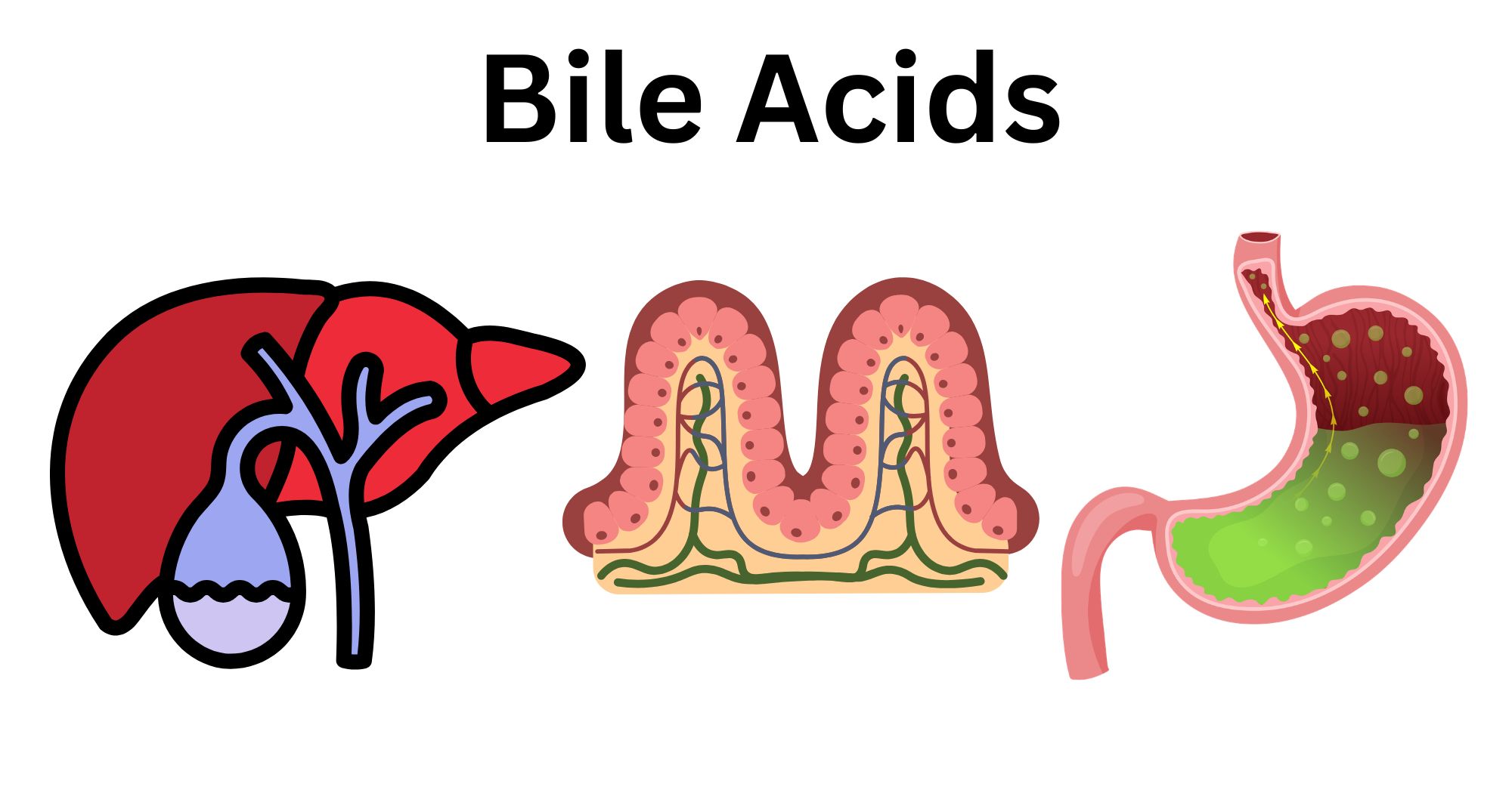 Bile Acids: Structure, Properties, Biosynthesis, Functions