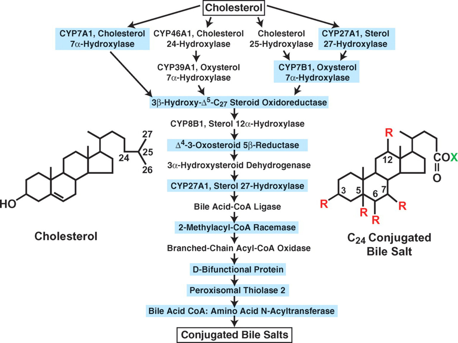 Bile Salts Biosynthesis: Site, Pathways, Steps, Regulations