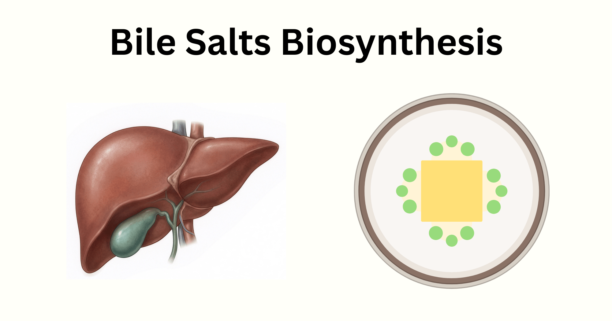 Bile Salts Biosynthesis: Site, Pathways, Steps, Regulations