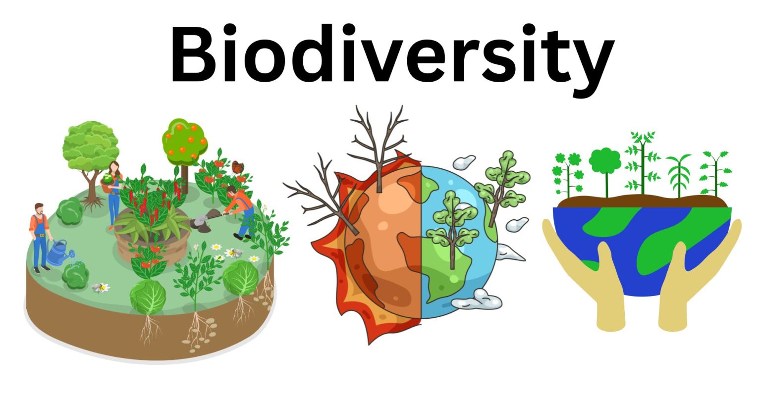 Biodiversity: Definition, Types, Importance, Conservation