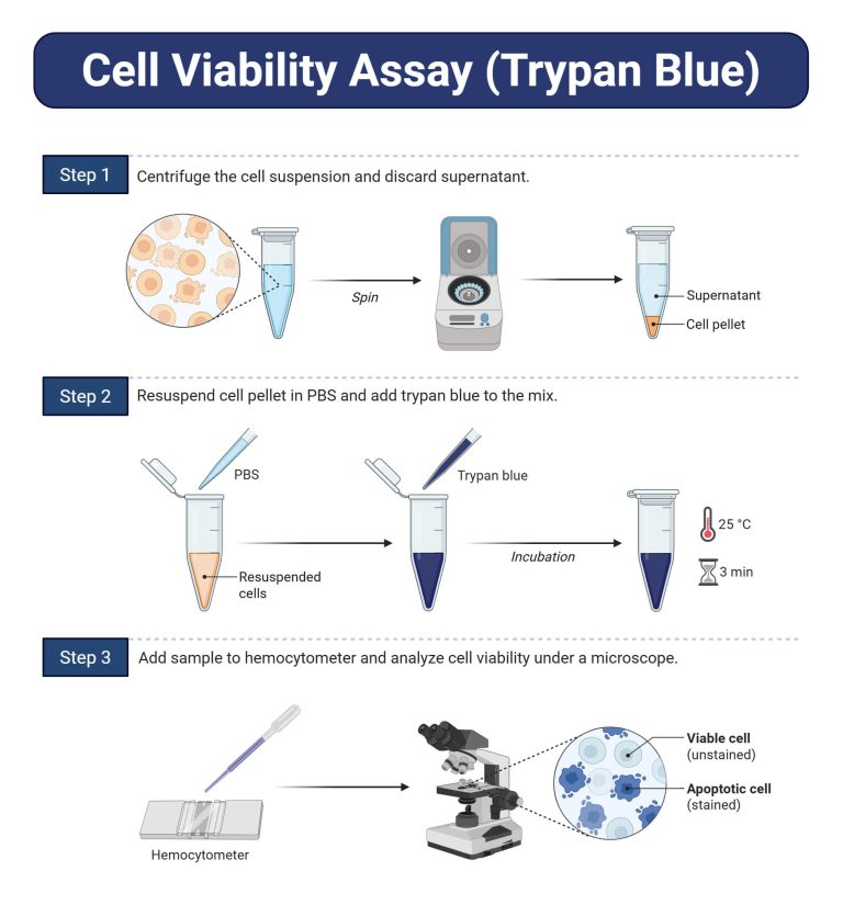 Trypan Blue Staining or Cell Viability Test