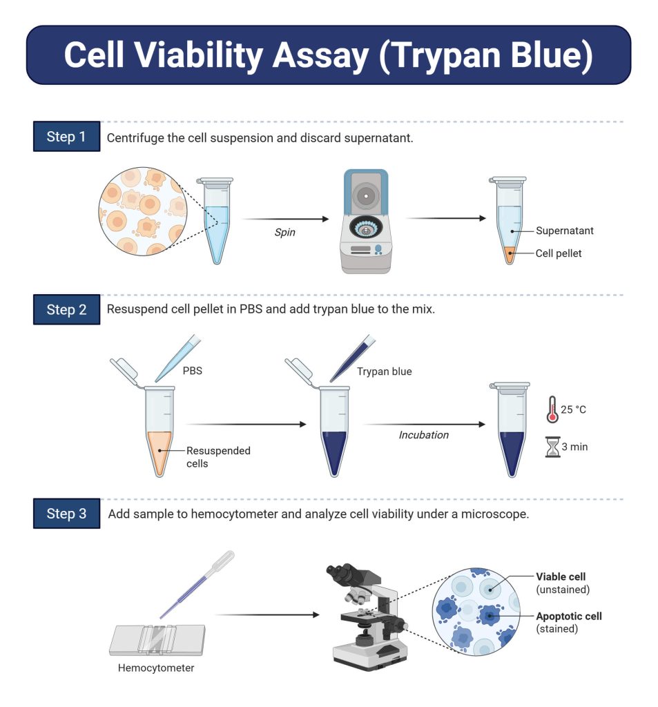 Trypan Blue Staining or Cell Viability Test