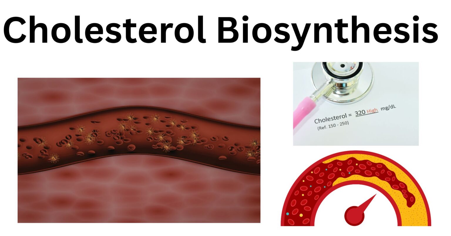 Cholesterol Biosynthesis: Site, Pathway, Steps, Regulation, Significance