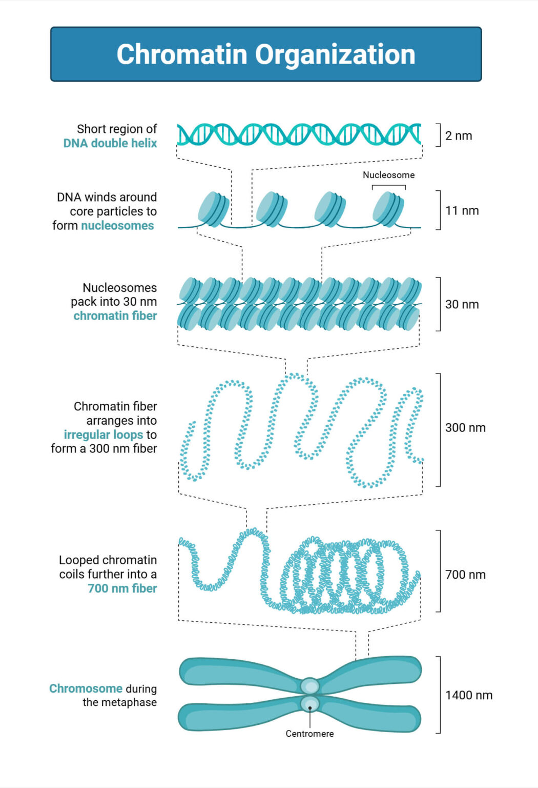Nucleosomes: Components, Structure, Functions