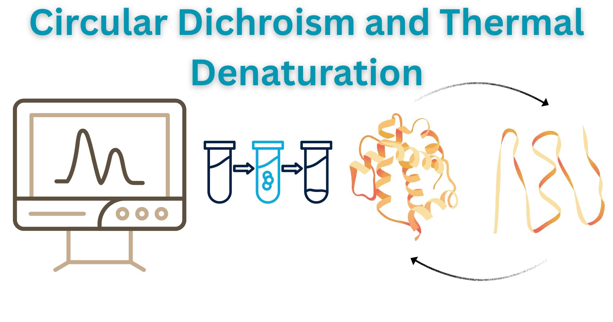 Circular Dichroism (CD) and Thermal Denaturation (TD)