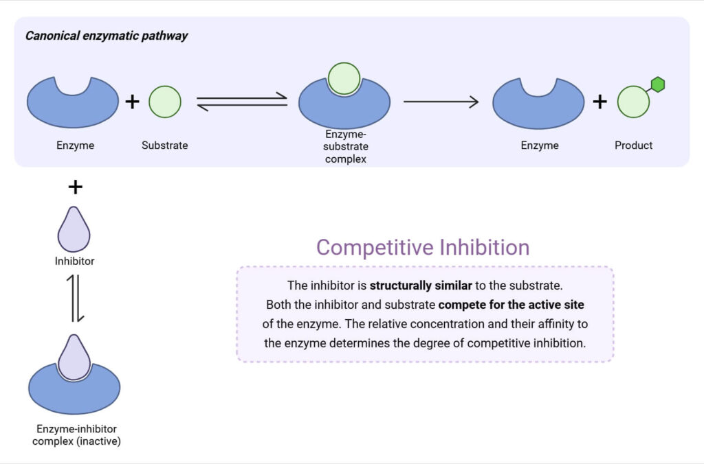 Active Site of Enzymes and Proteins