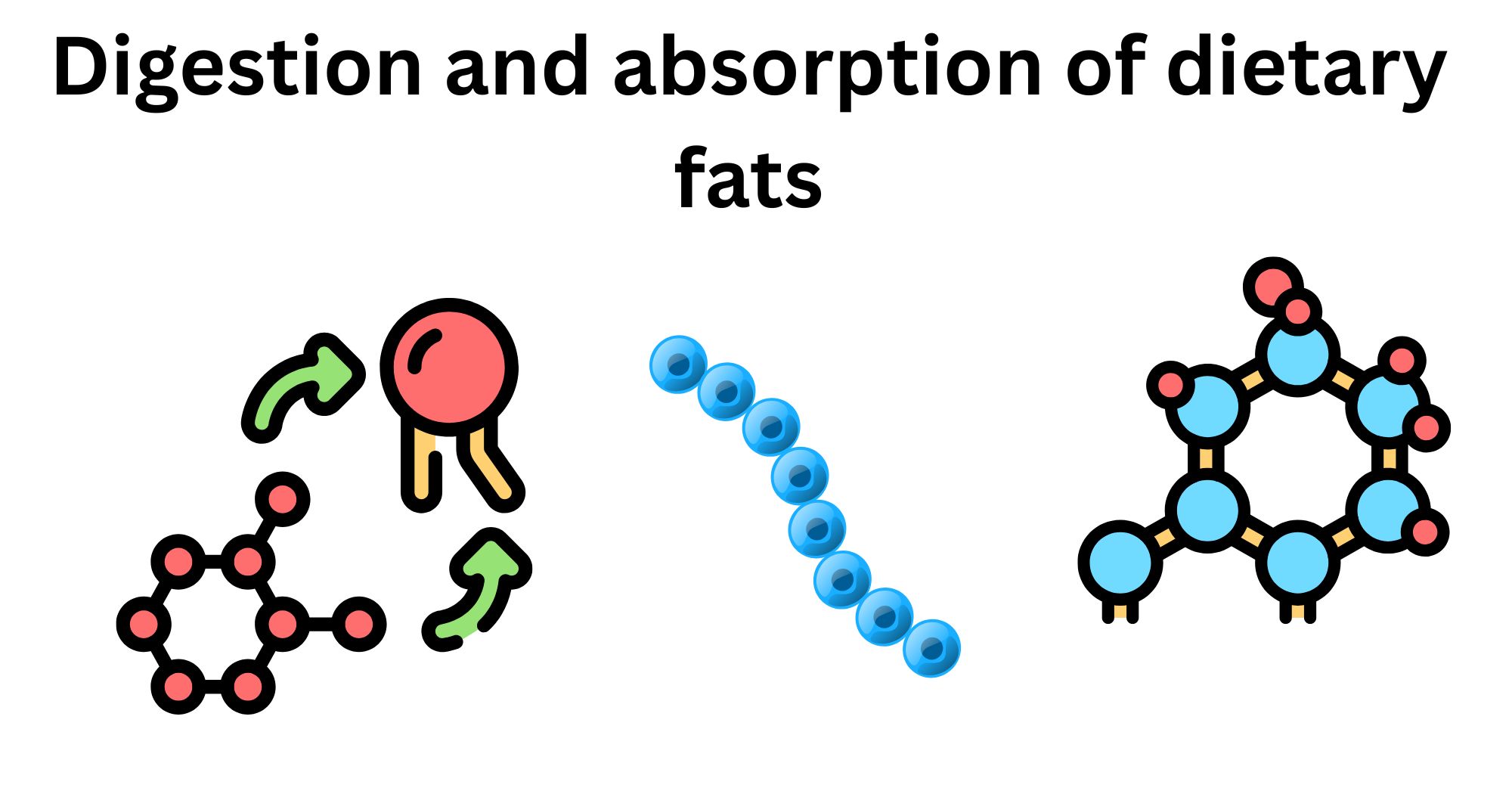 Digestion and Absorption of Dietary Fats with Steps