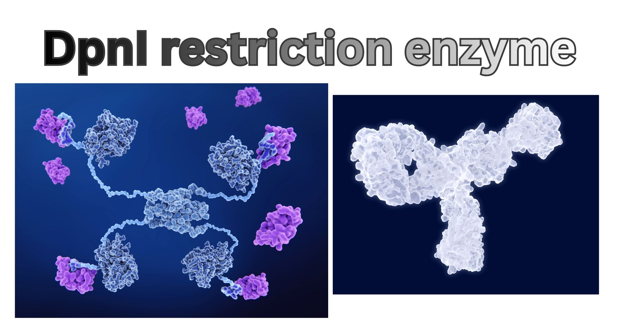 DpnI Restriction Enzyme: Mechanism, Applications