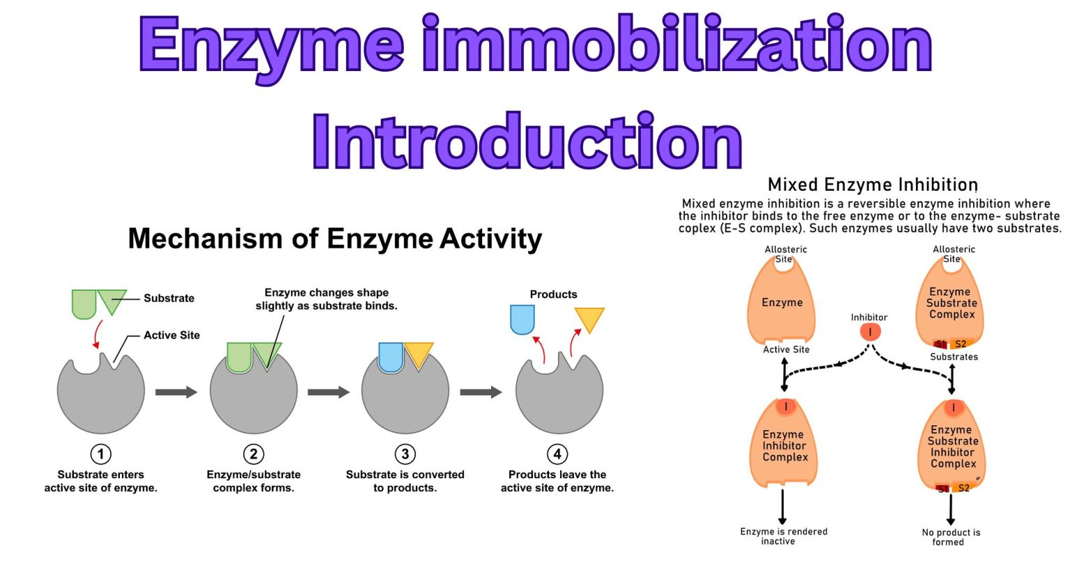 Enzyme Immobilization: Classification, Methods, Applications