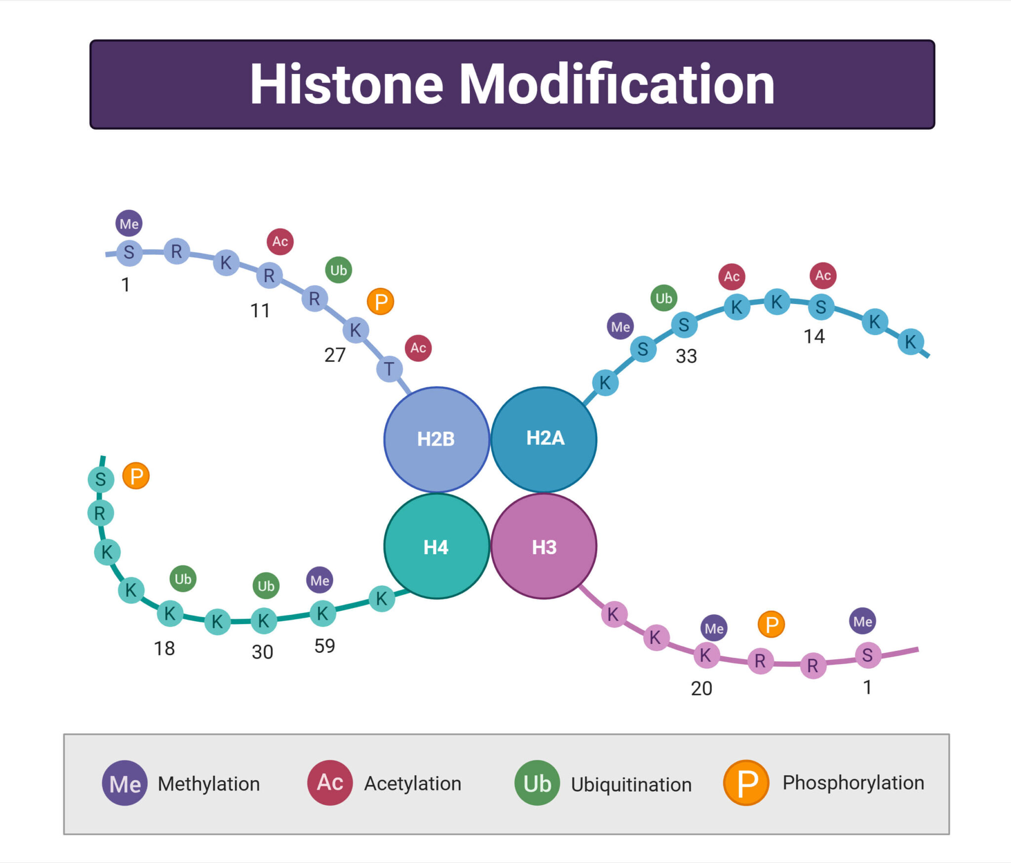 Nucleosomes: Components, Structure, Functions