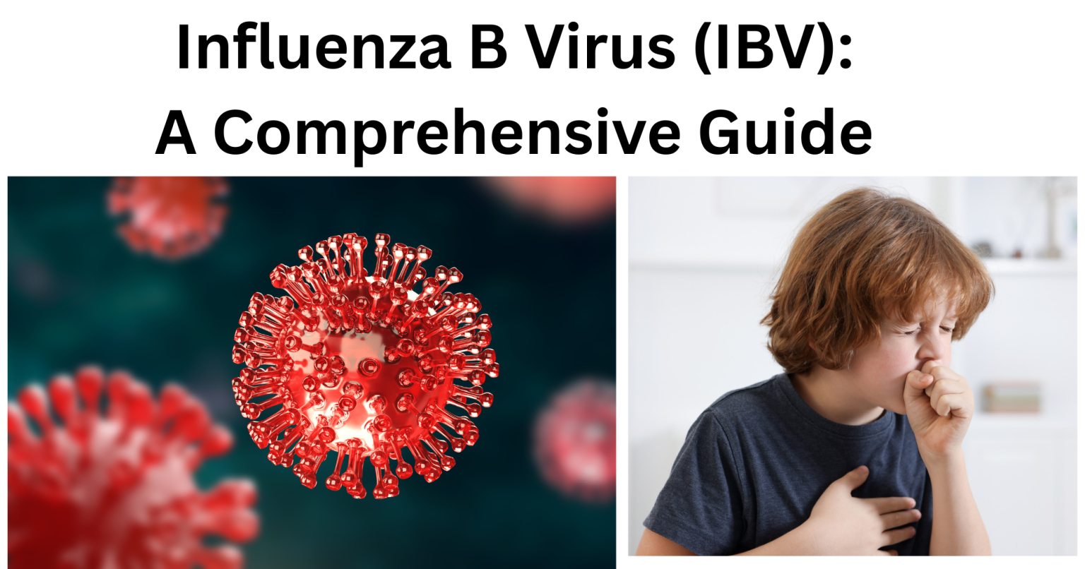 Influenza B Virus (IBV): A Comprehensive Guide