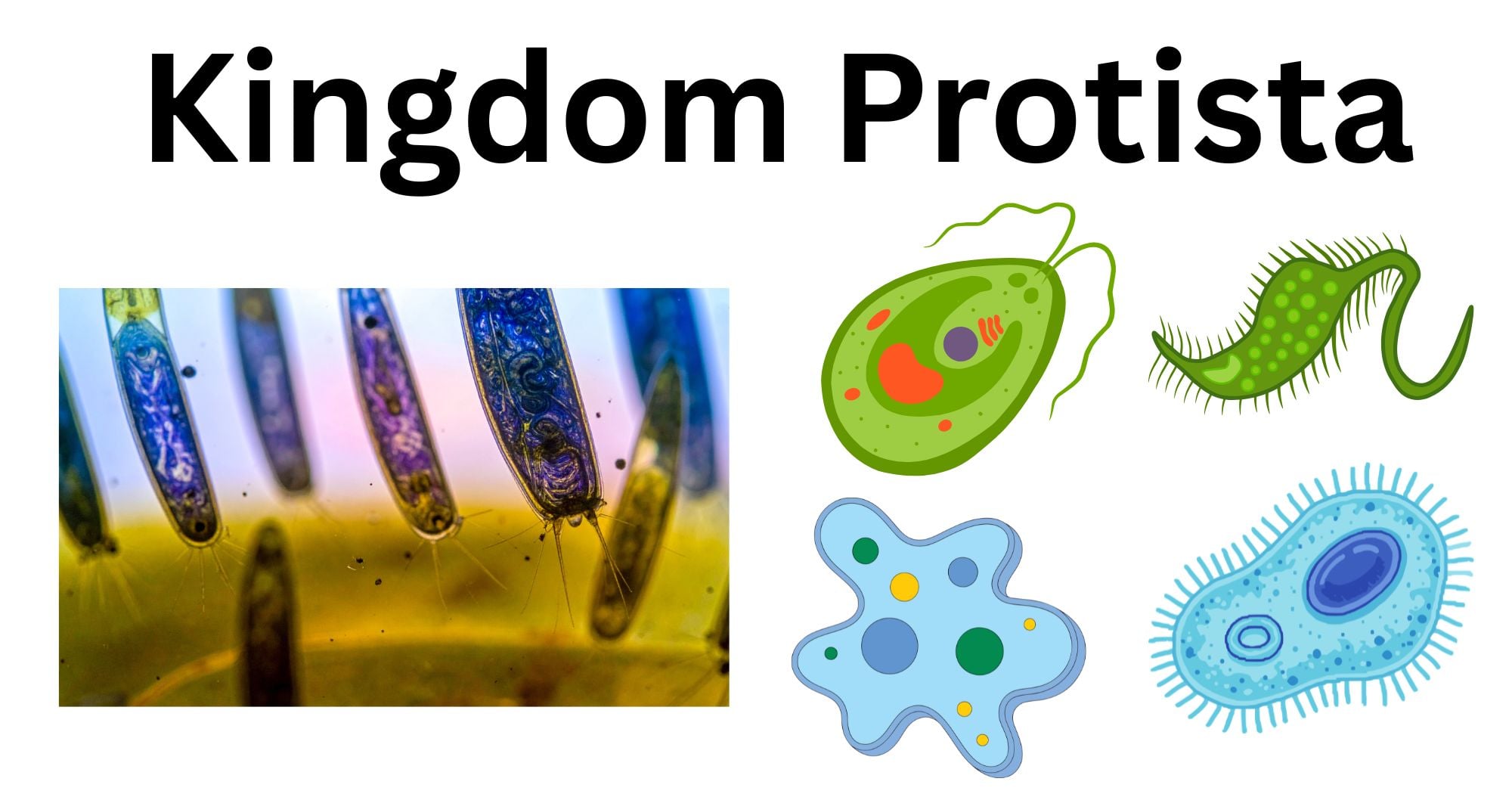 Protista: Characteristics, Classification, Reproduction, Examples