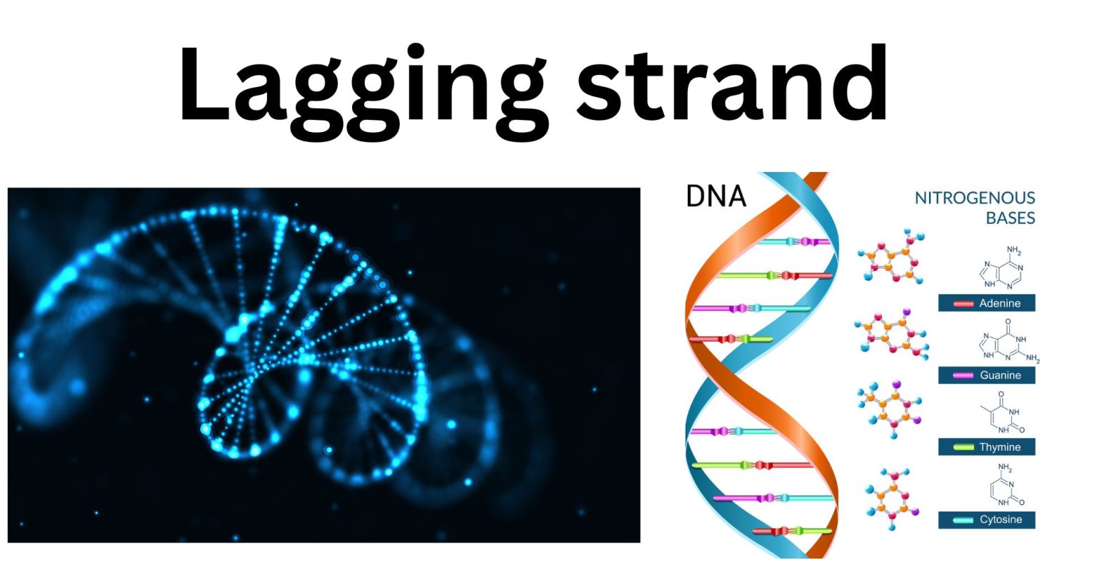 Lagging Strand: A Comprehensive Guide