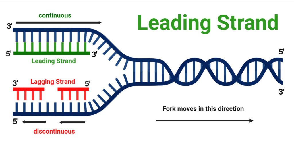 Leading Strand: Definition and Overview