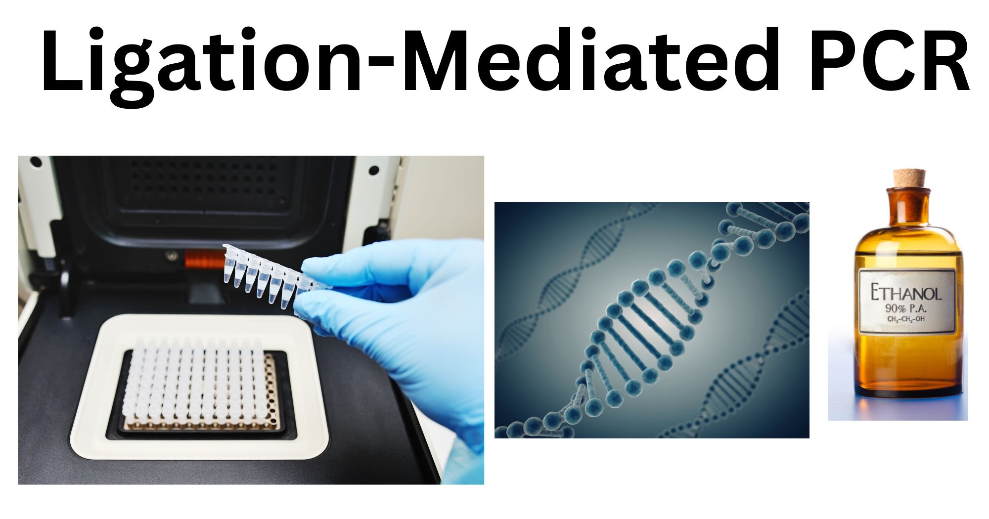 Ligation-Mediated PCR: Principle, Steps, Types, Applications