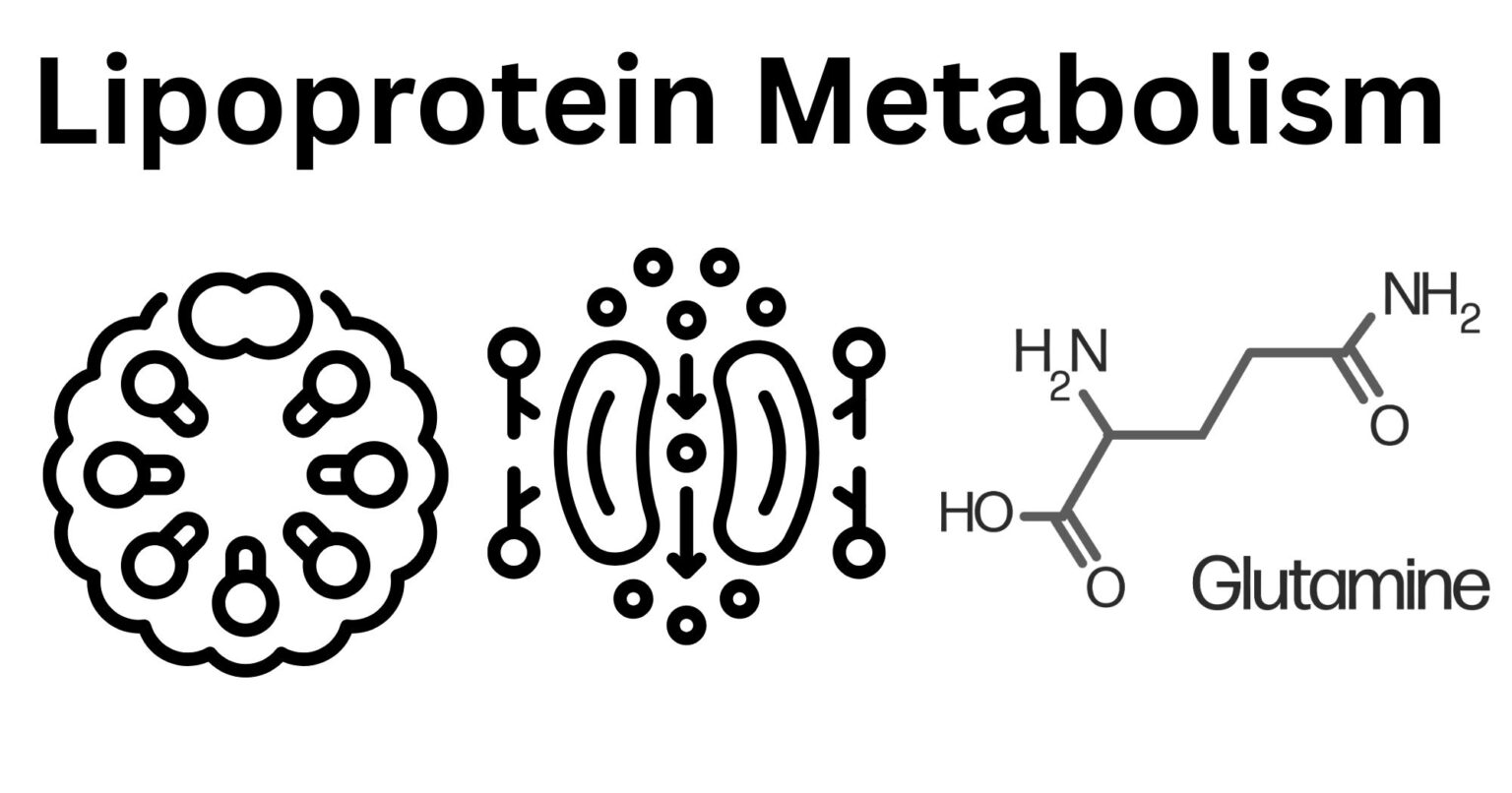 Lipoprotein Metabolism: Structure, Classification, Steps
