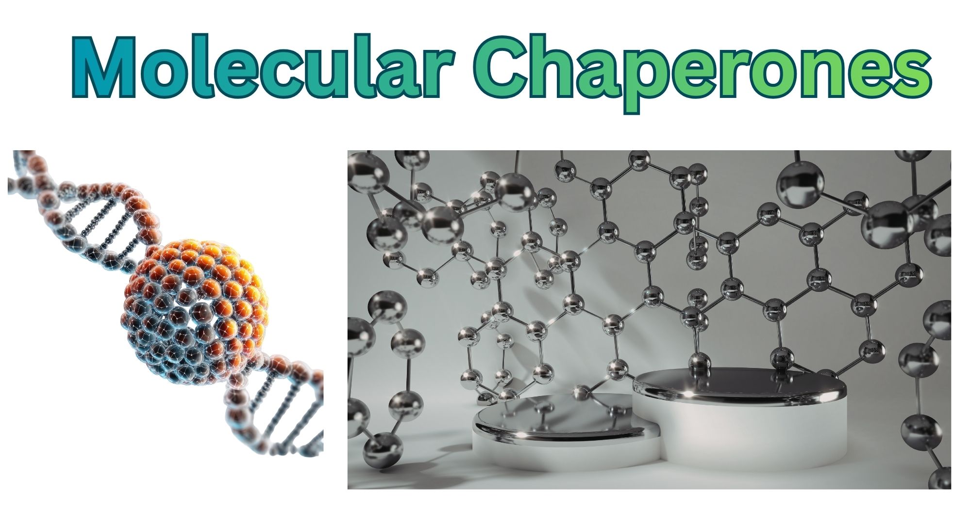 Molecular Chaperones: Classification, Mechanism, Functions