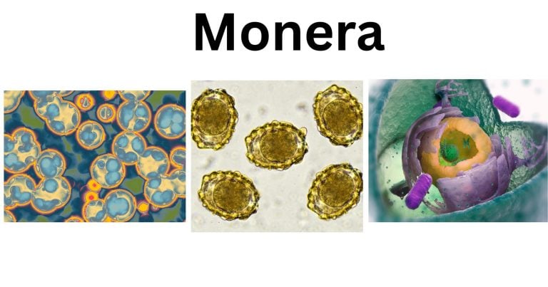 Monera: Features, Sub-Kingdoms, Reproduction, Significance