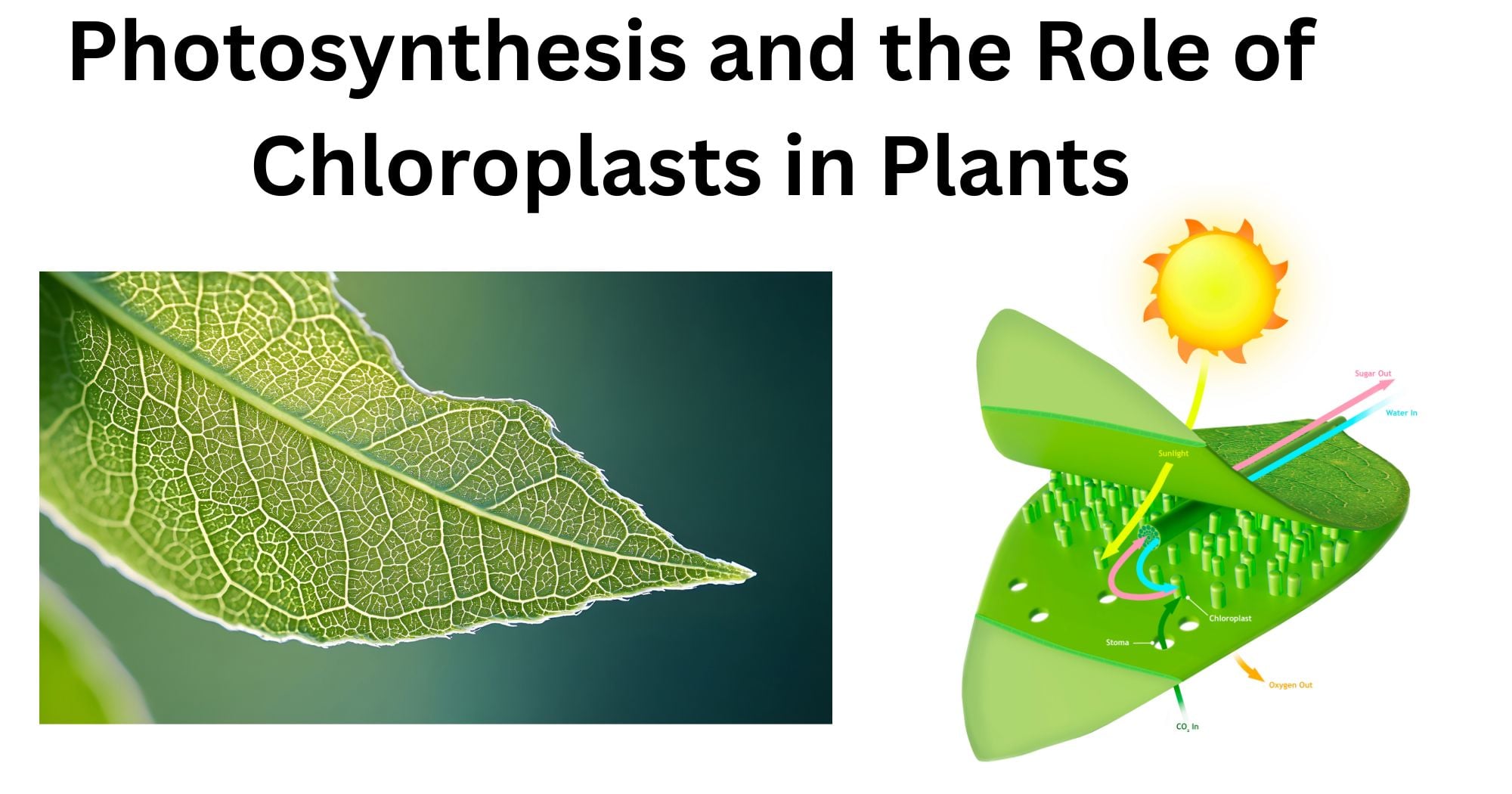 Role of Chloroplasts in Plants and Photosynthesis