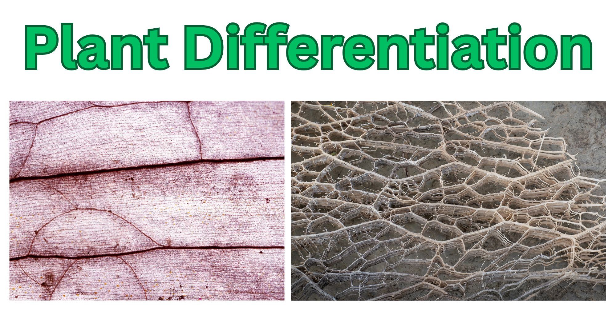 Plant Differentiation: Types of Cells, Examples, Significance