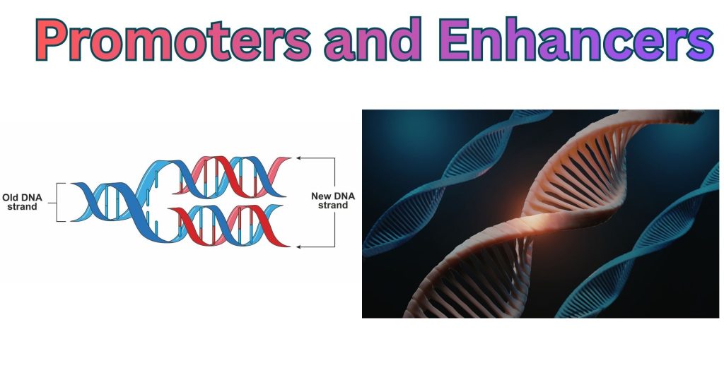 Promoters and Enhancers: Components, Mechanism, Functions